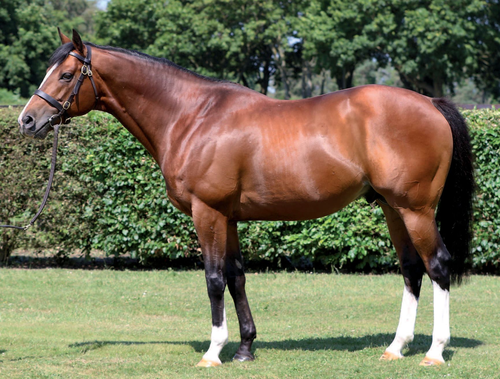 Rajasinghe