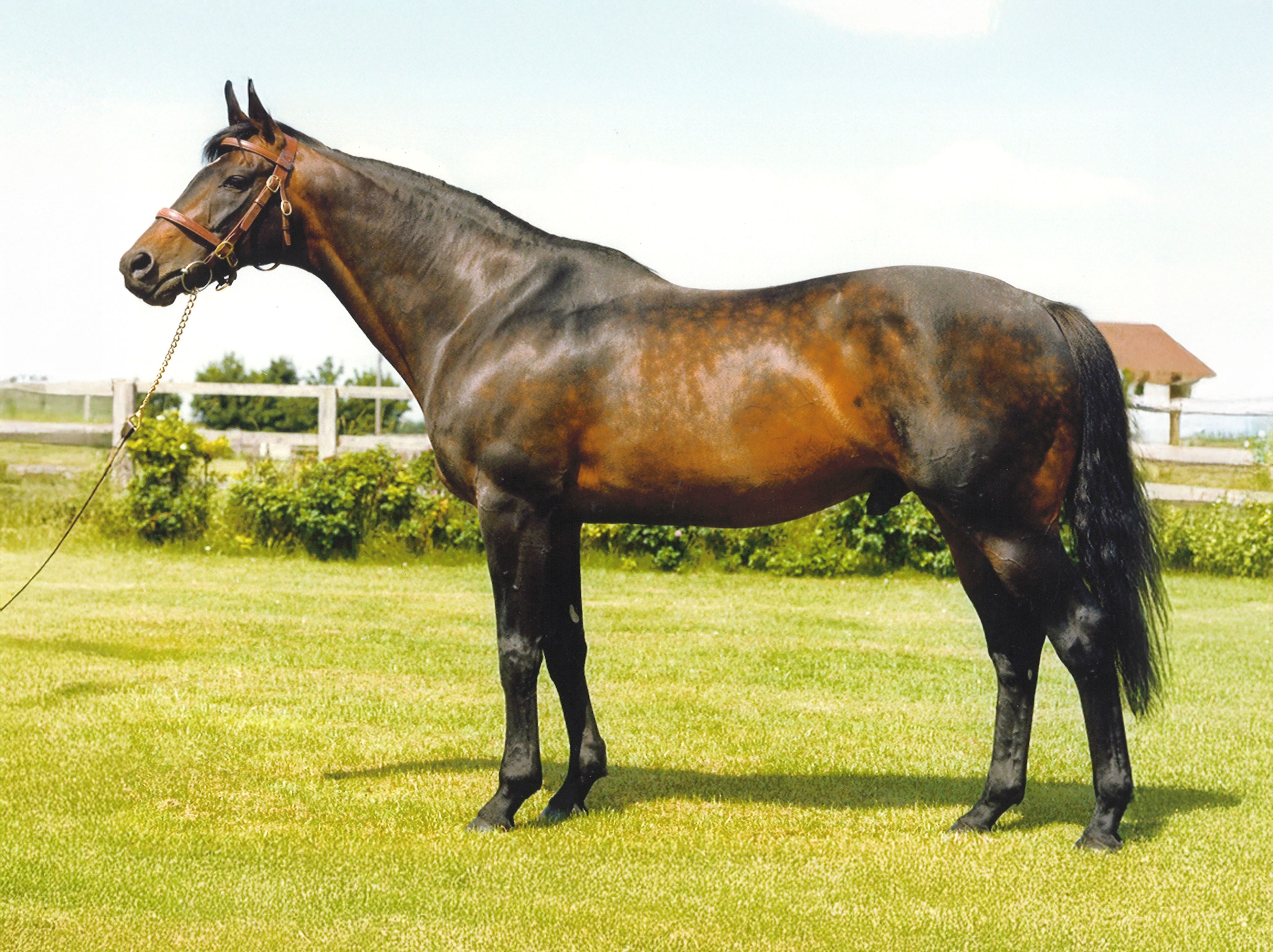 Stallion valuation