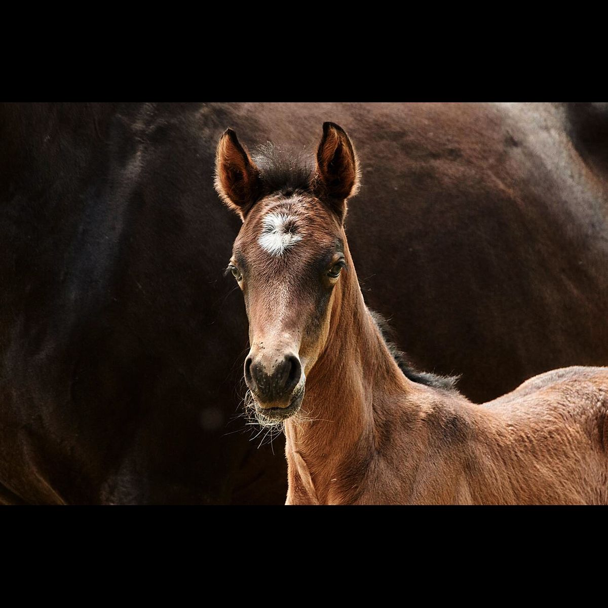Welcome to International Thoroughbred magazine